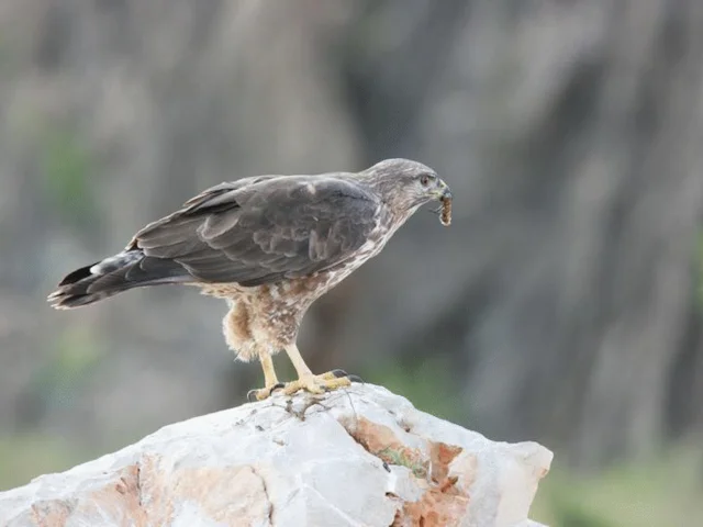 Socotra Buzzard | FictionRulezForever Wiki | Fandom