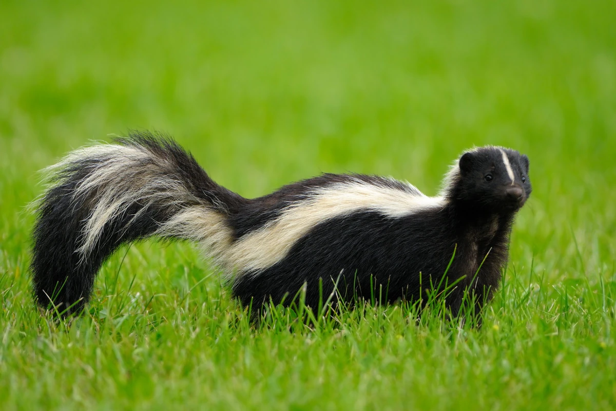 Striped Skunk | FictionRulezForever Wiki | Fandom