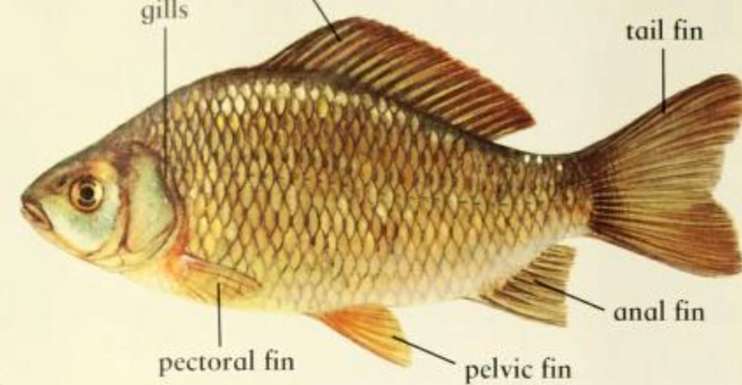 Crucian Carp | FictionRulezForever Wiki | Fandom