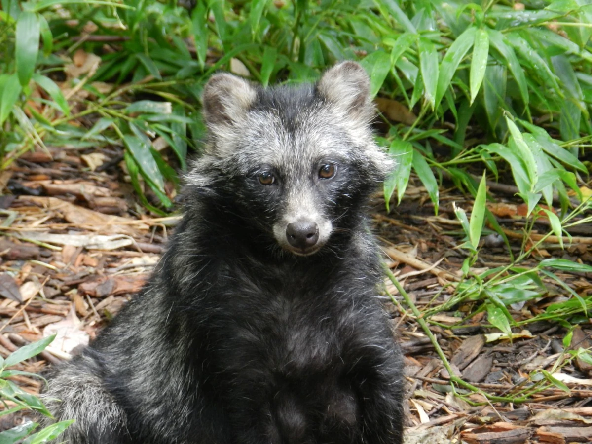 Raccoon Dog | FictionRulezForever Wiki | Fandom