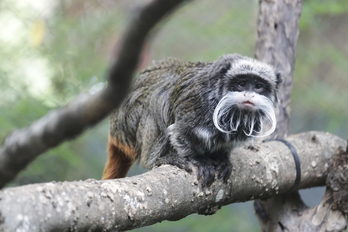 Emperor Tamarin | FictionRulezForever Wiki | Fandom