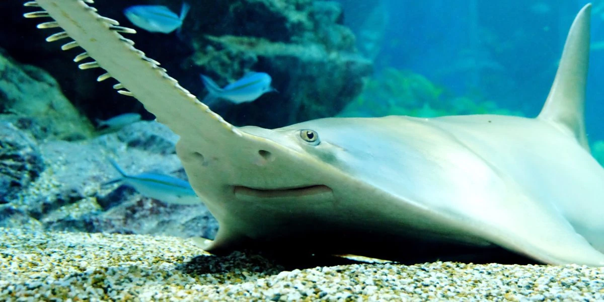 Largetooth Sawfish | FictionRulezForever Wiki | Fandom