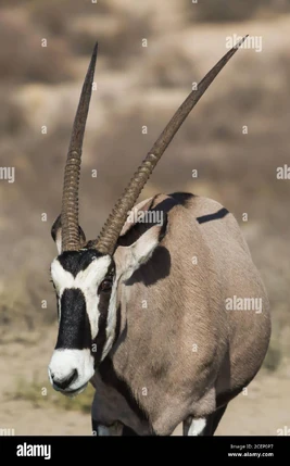 Gemsbok | FictionRulezForever Wiki | Fandom