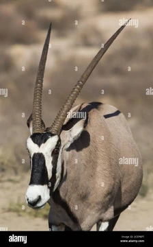 gemsbok face