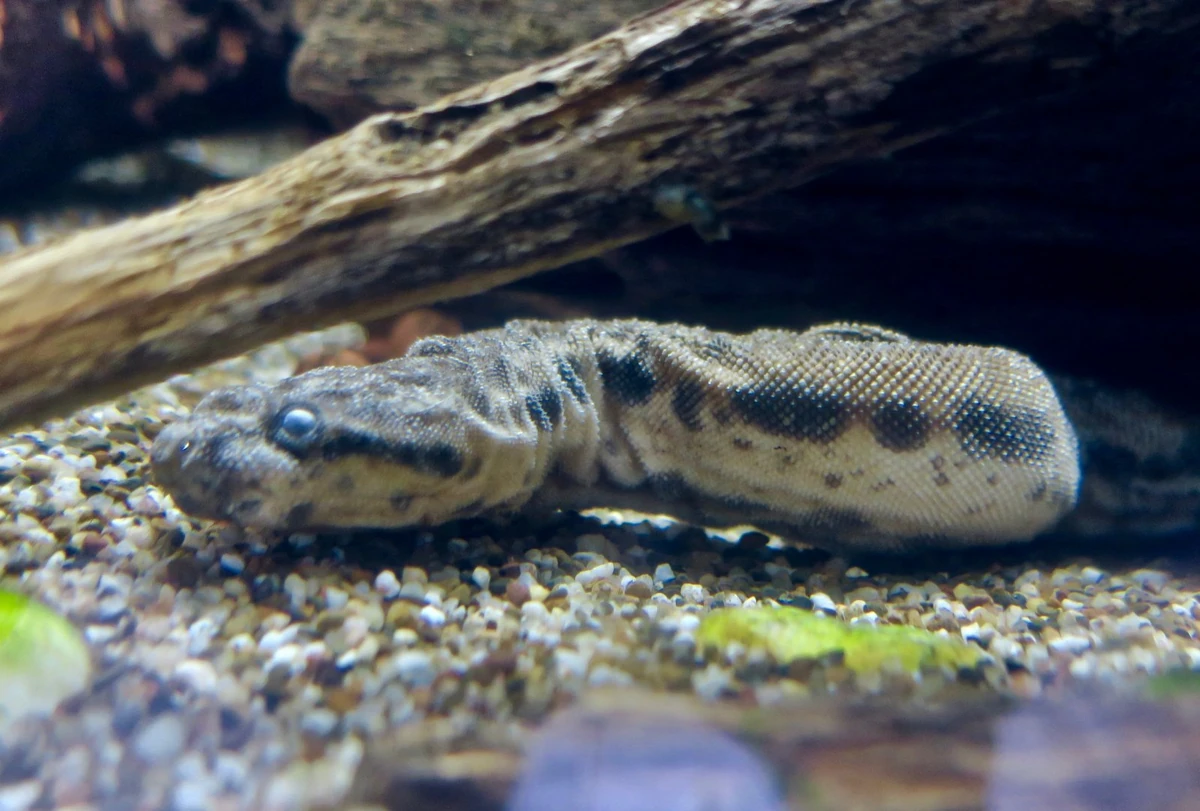 Elephant Trunk Snake | FictionRulezForever Wiki | Fandom