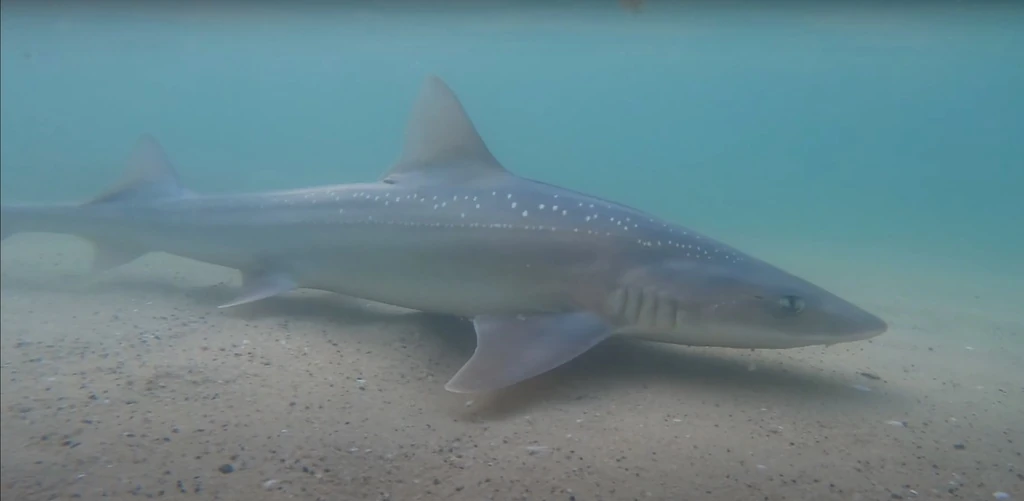 Spotted Estuary Smooth-Hound | FictionRulezForever Wiki | Fandom