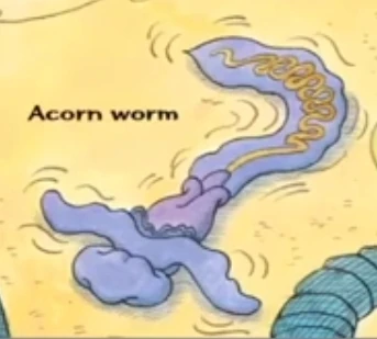 Acorn Worm | FictionRulezForever Wiki | Fandom