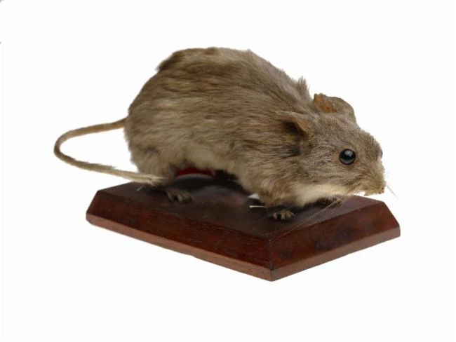 Lesser Stick Nest Rat | FictionRulezForever Wiki | Fandom