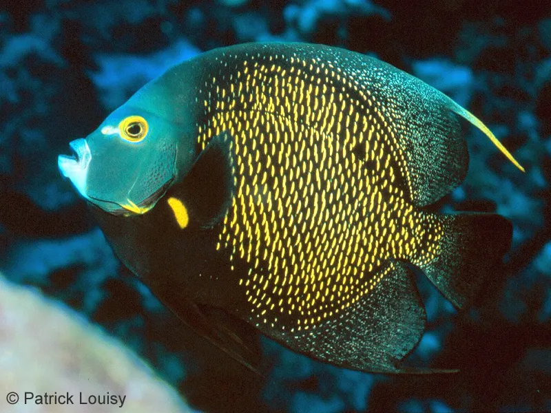 French Angelfish | FictionRulezForever Wiki | Fandom