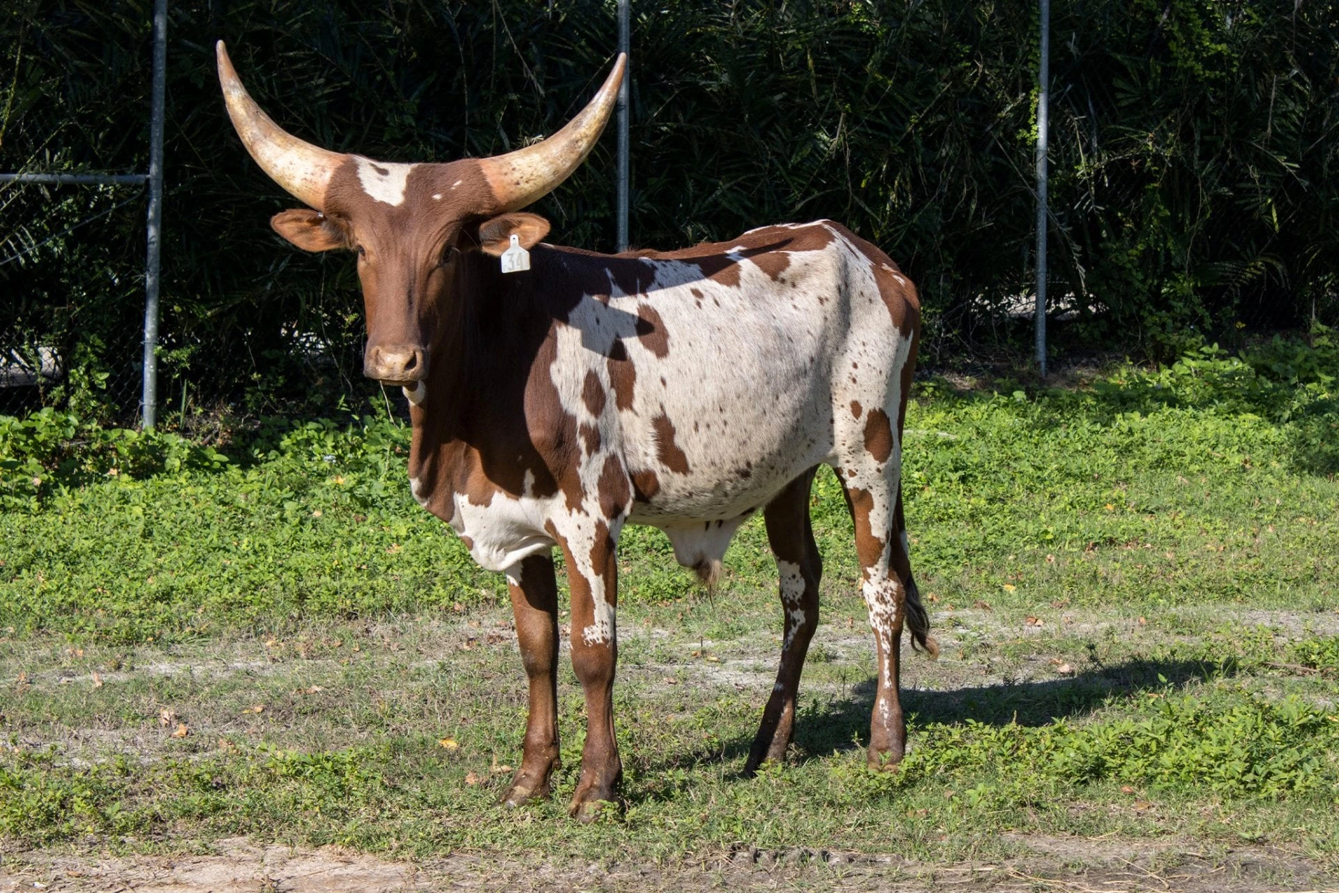 Watusi