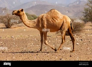 Dromedary/Gallery | FictionRulezForever Wiki | Fandom