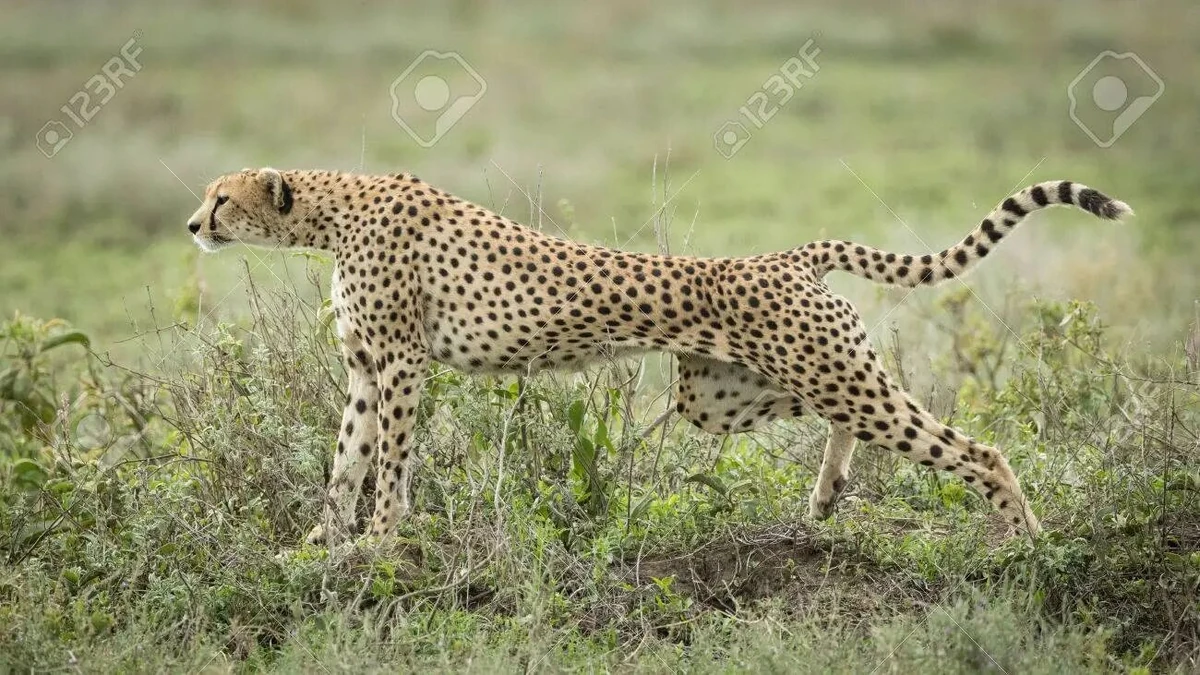 Cheetahs Don't Dance | FictionRulezForever Wiki | Fandom