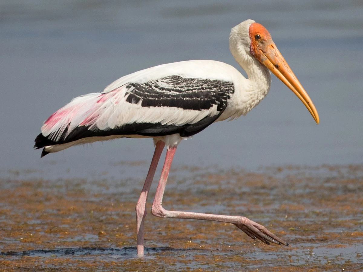 Painted Stork | FictionRulezForever Wiki | Fandom