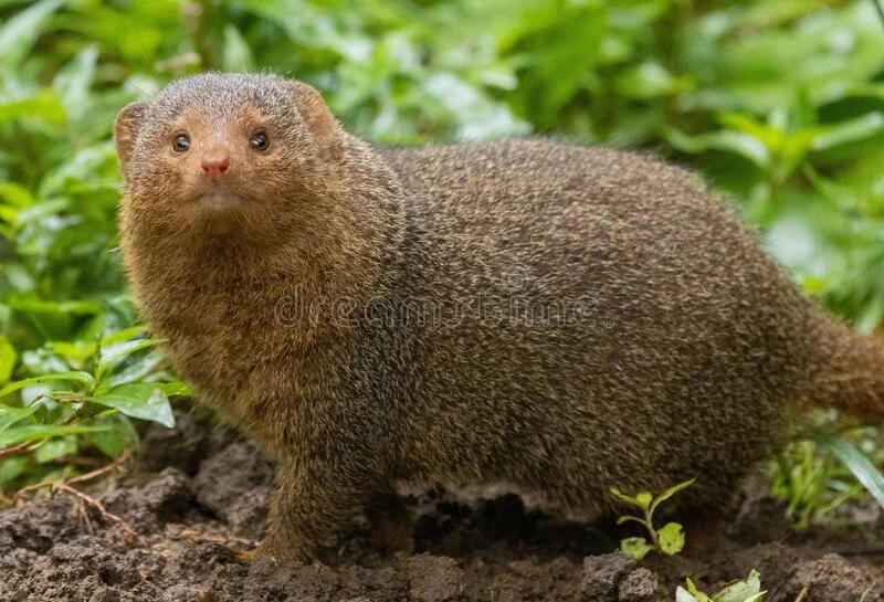 Small Indian Mongoose | FictionRulezForever Wiki | Fandom