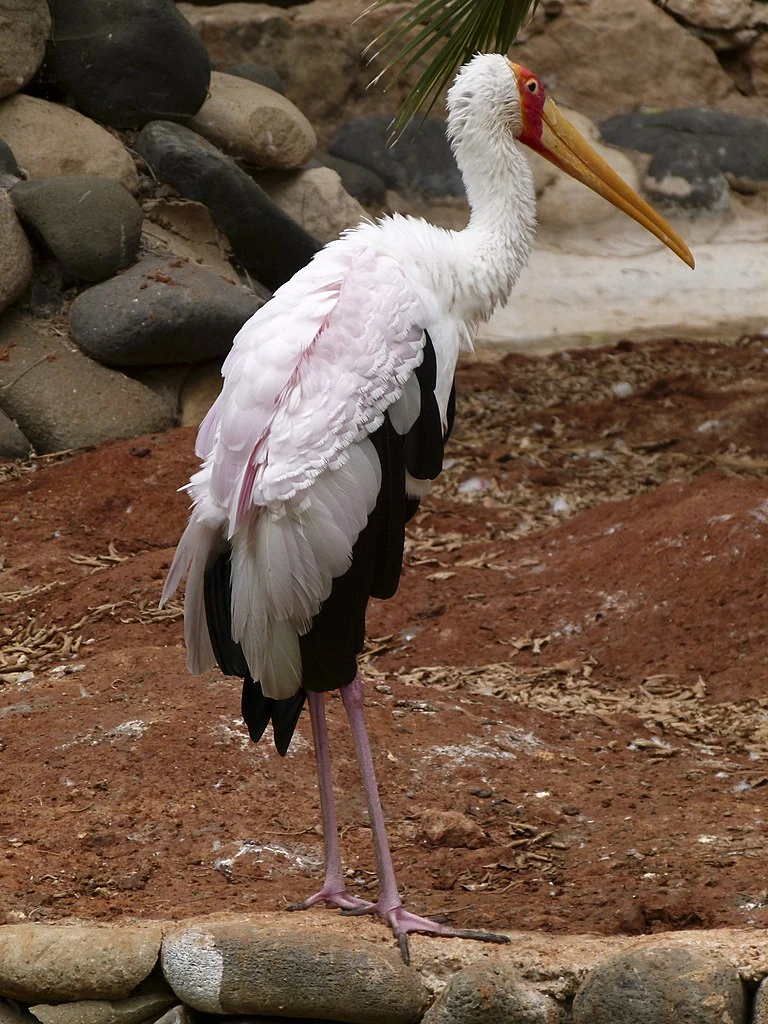 Category:Storks | FictionRulezForever Wiki | Fandom