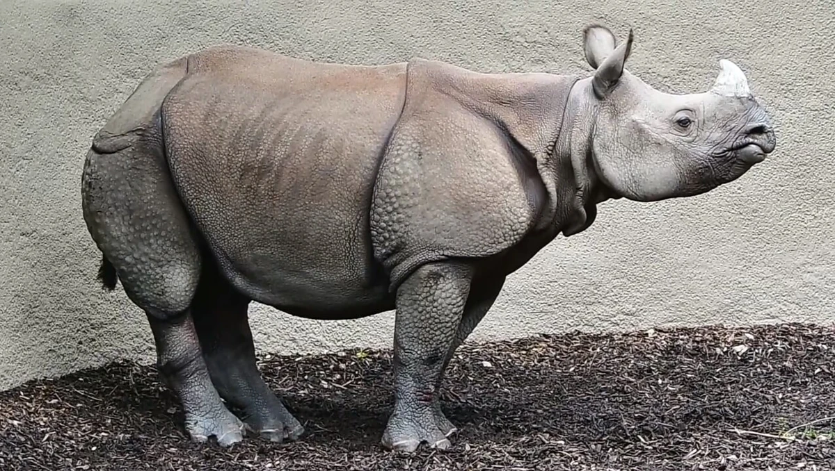 Brother Tiger | FictionRulezForever Wiki | Fandom