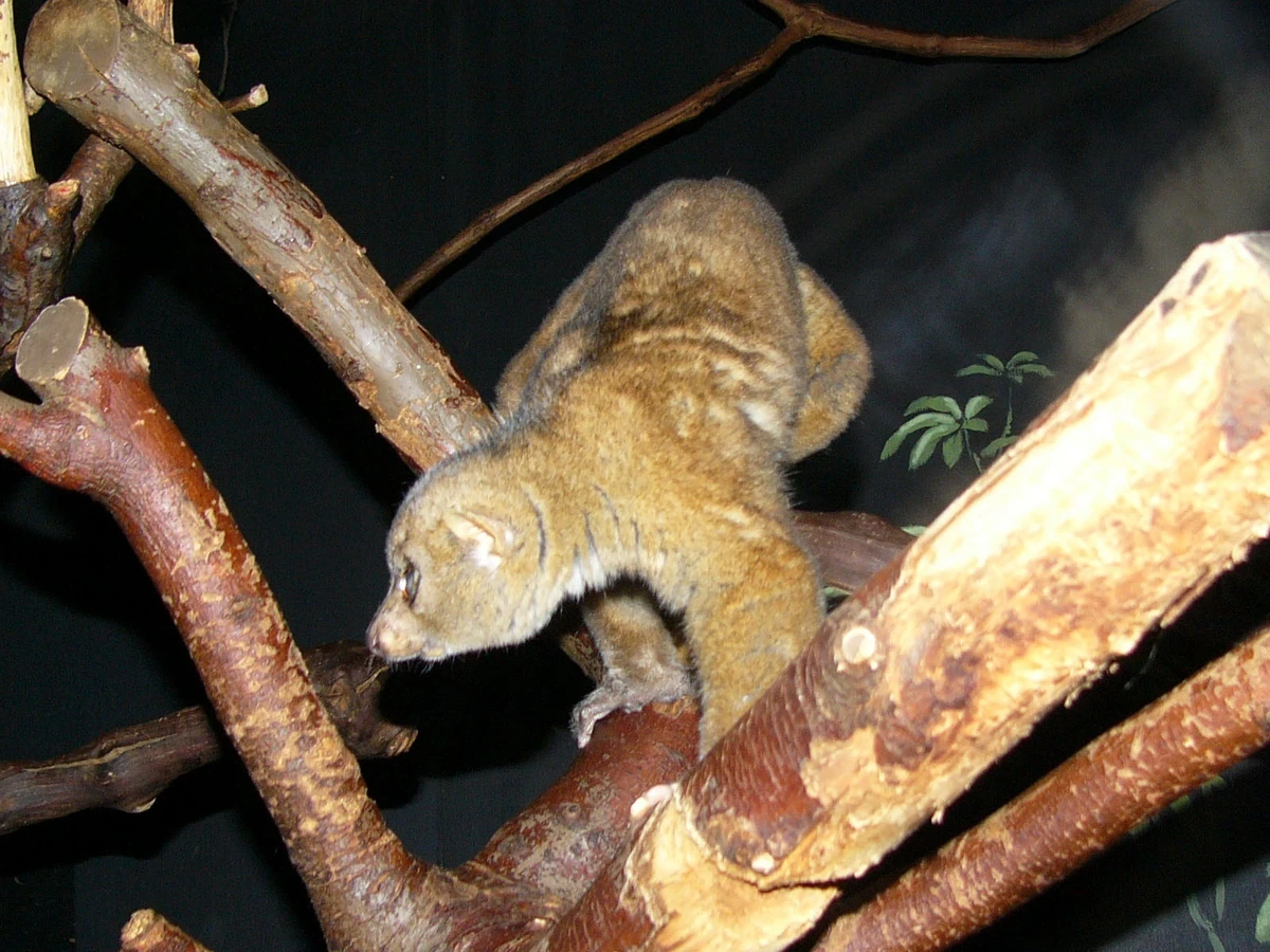 Potto | FictionRulezForever Wiki | Fandom