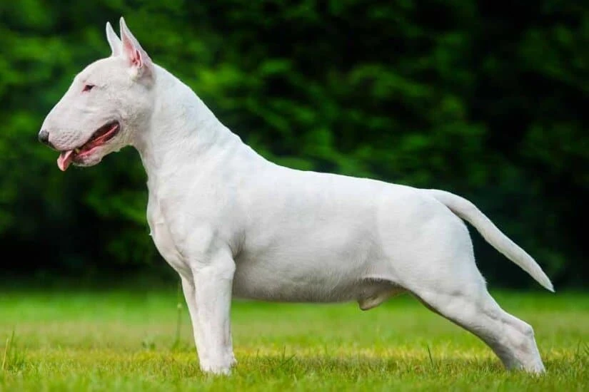 Bull Terrier | FictionRulezForever Wiki | Fandom