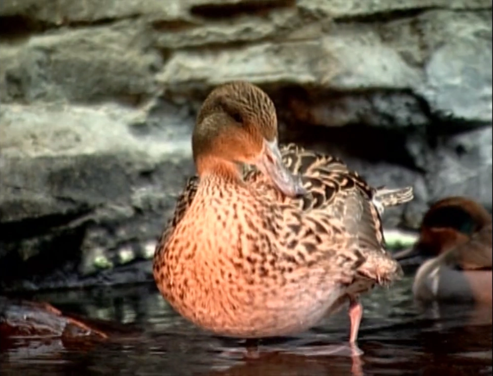 Green-Winged Teal | FictionRulezForever Wiki | Fandom