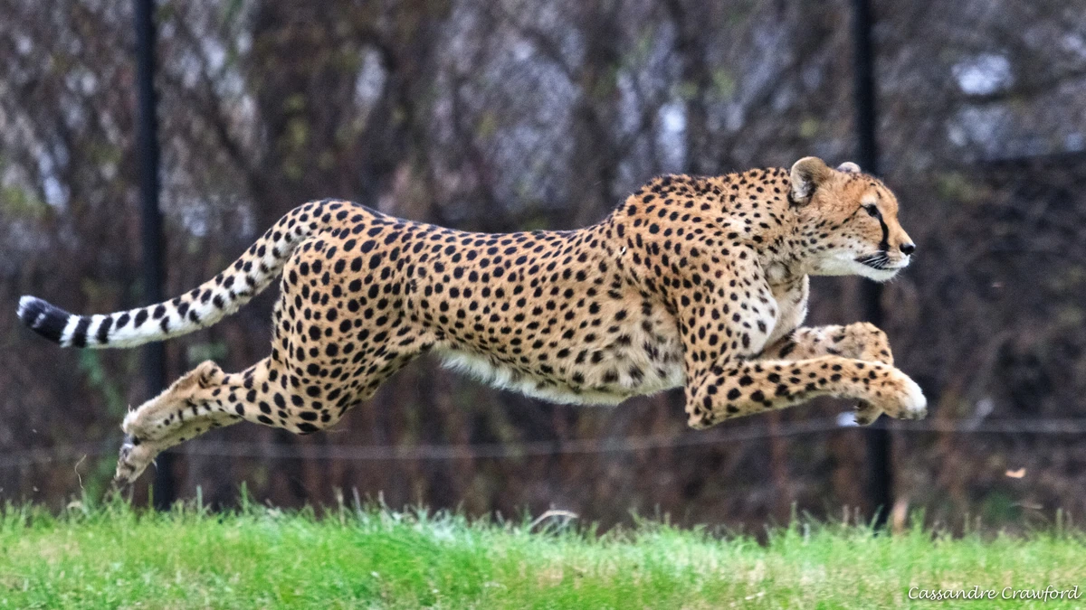Brother Cheetah | FictionRulezForever Wiki | Fandom