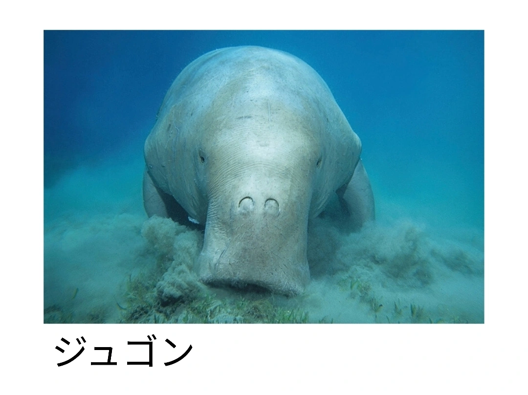 List of Species in Shogakukan Encyclopedia NEO Ocean Animals ...