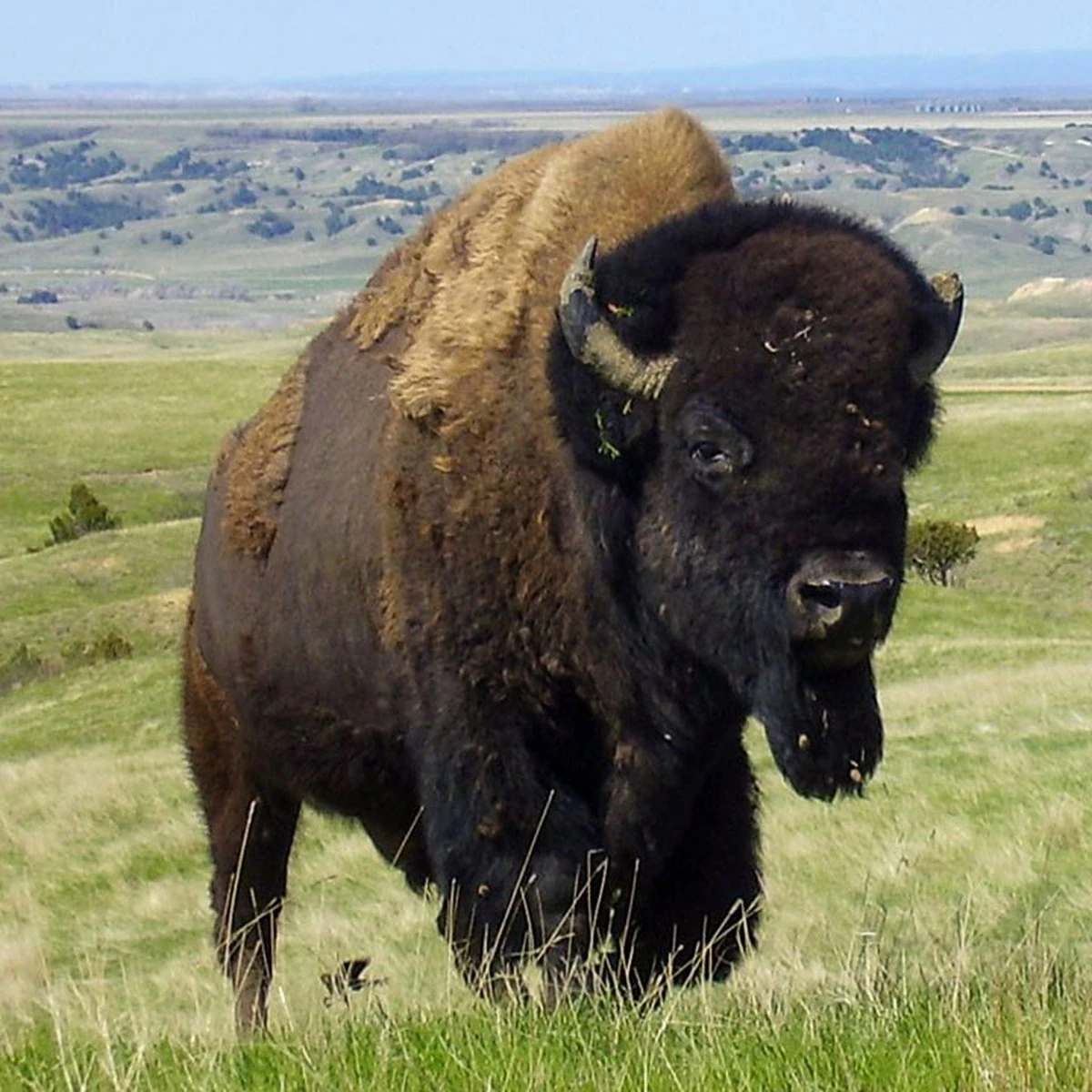 Totally Bovids | FictionRulezForever Wiki | Fandom