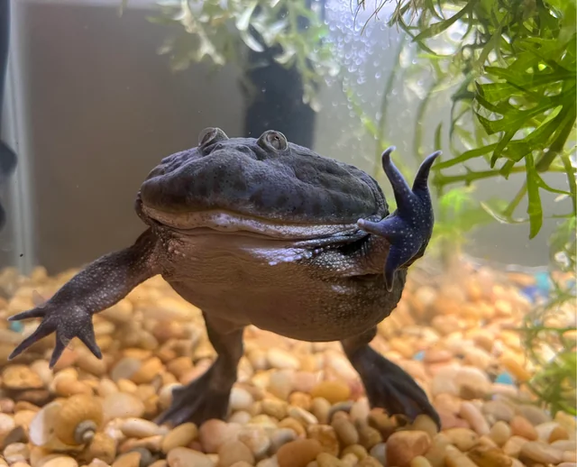 Budgett's Frog | FictionRulezForever Wiki | Fandom