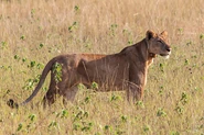 Congo Lion | FictionRulezForever Wiki | Fandom
