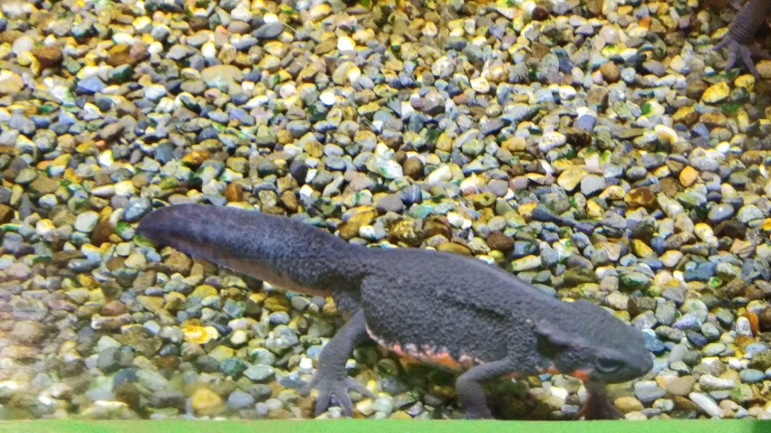 Japanese Fire-Bellied Newt | FictionRulezForever Wiki | Fandom