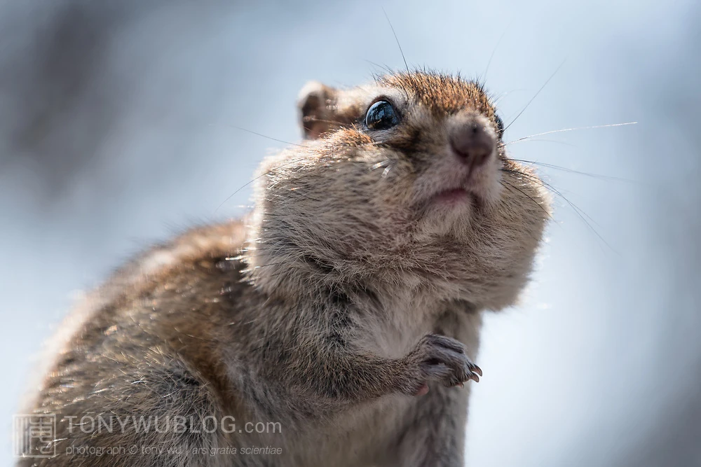 Siberian Chipmunk | FictionRulezForever Wiki | Fandom