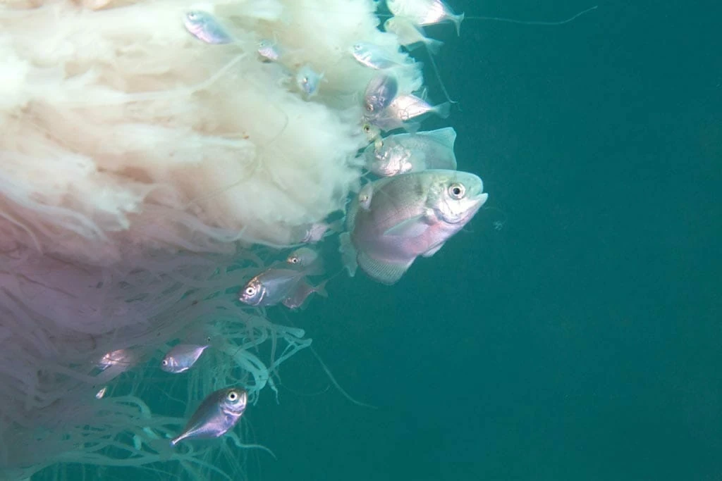 Pacific Rudderfish | FictionRulezForever Wiki | Fandom