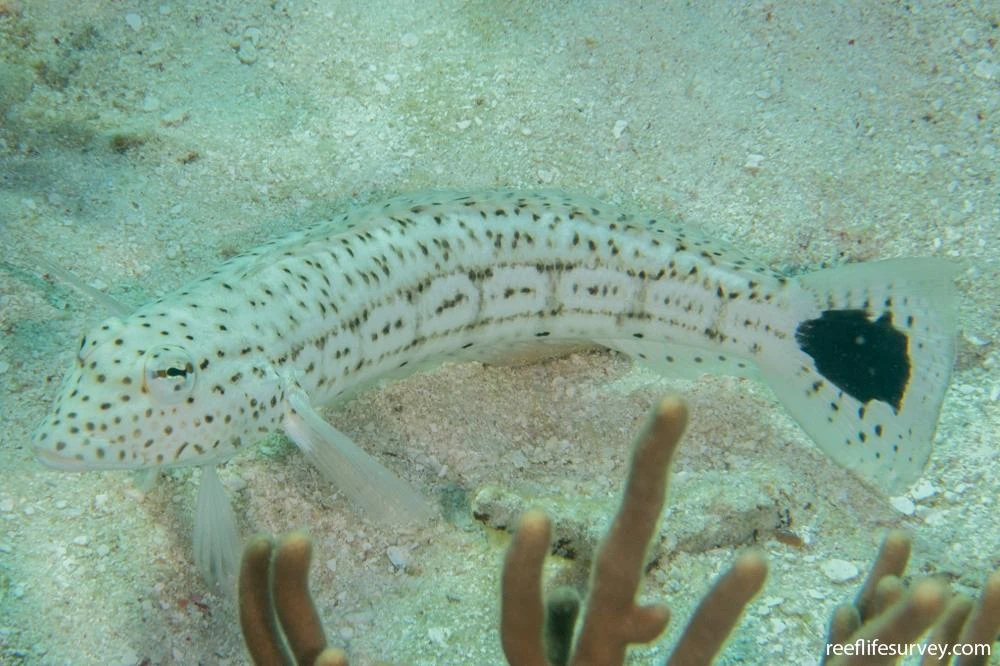 Blacktail Grubfish | FictionRulezForever Wiki | Fandom