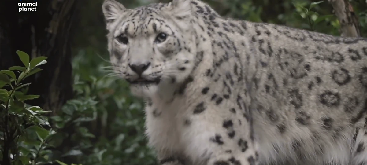 Snow Leopards Don't Dance | FictionRulezForever Wiki | Fandom