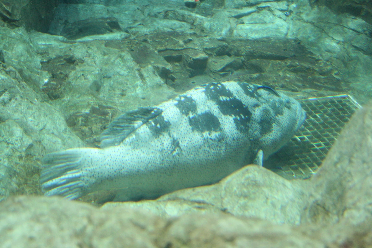Malabar Grouper | FictionRulezForever Wiki | Fandom