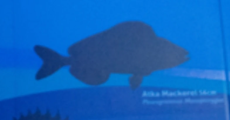 Atka Mackerel | FictionRulezForever Wiki | Fandom