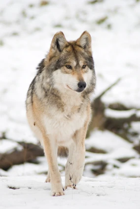 Fangs: Just Add Carnivorans | FictionRulezForever Wiki | Fandom