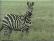 All Animals Go to NatureRules1 | FictionRulezForever Wiki | Fandom