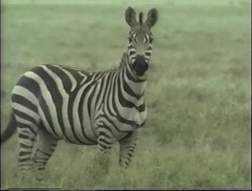 Alvin and the Wild Animals Franchise (NatureRules1 Version ...