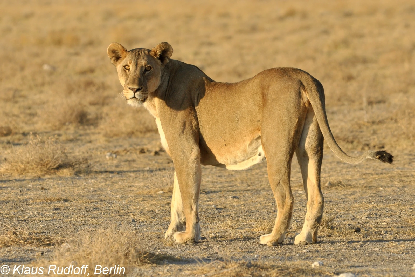 Katanga Lion Facts