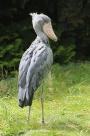 Shoebill | FictionRulezForever Wiki | Fandom