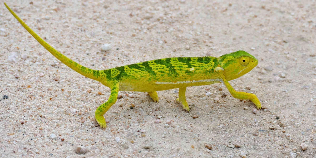 Flap-Necked Chameleon | FictionRulezForever Wiki | Fandom