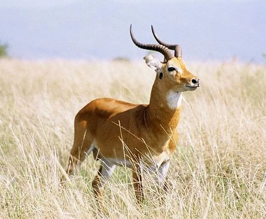 Kob | FictionRulezForever Wiki | Fandom