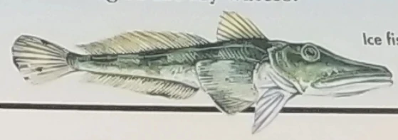 Mackerel Icefish | FictionRulezForever Wiki | Fandom