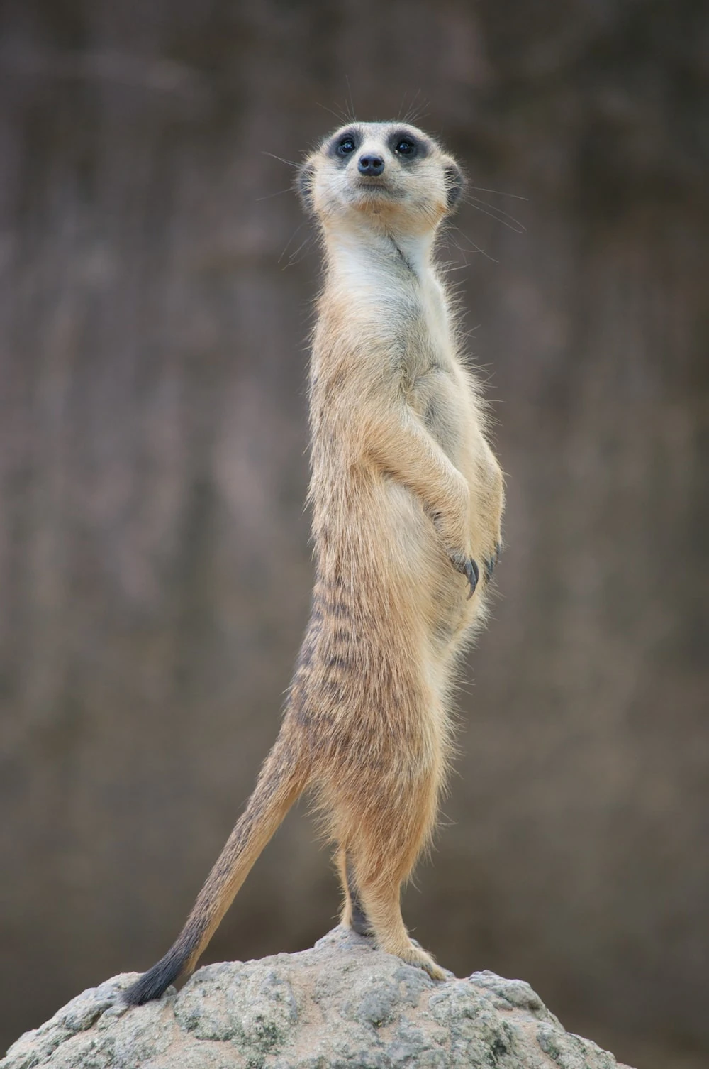 Meerkat/Gallery | FictionRulezForever Wiki | Fandom