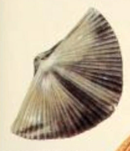 Graptolite | FictionRulezForever Wiki | Fandom