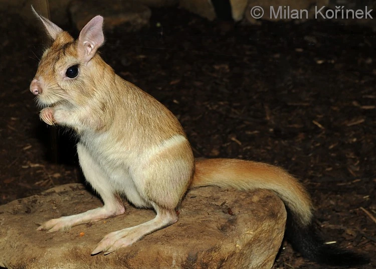 East African Springhare | FictionRulezForever Wiki | Fandom