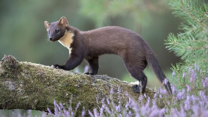 European Pine Marten | FictionRulezForever Wiki | Fandom