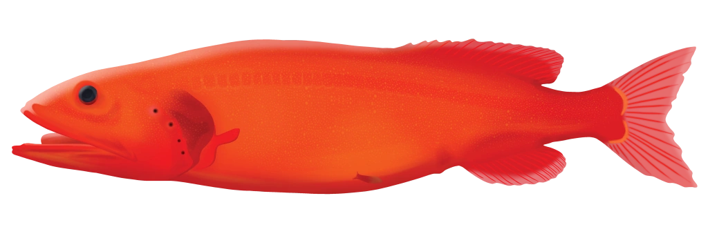 Velvet Whalefish | FictionRulezForever Wiki | Fandom