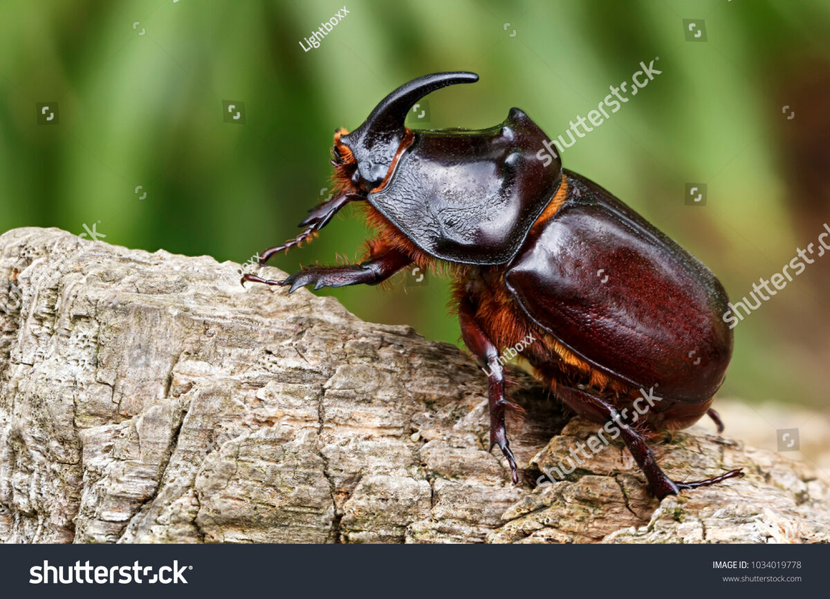 Rhinoceros Beetle | FictionRulezForever Wiki | Fandom