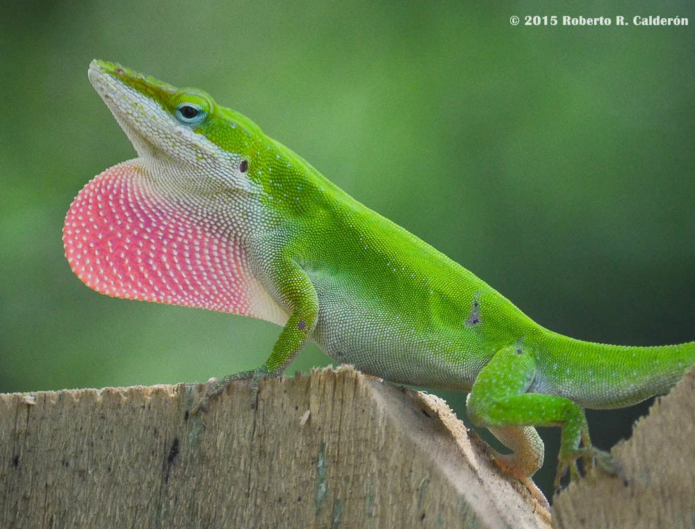 Green Anole | FictionRulezForever Wiki | Fandom